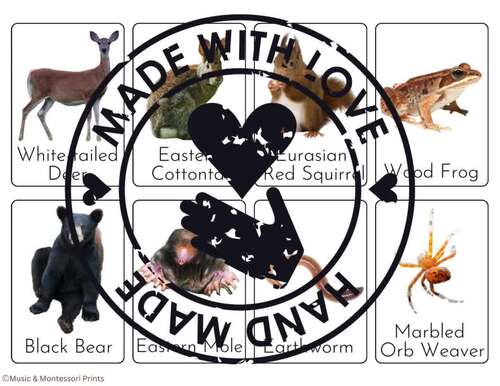 Forest Animals/Deciduous Forest Biome/Montessori 3 Part Cards/Info ...