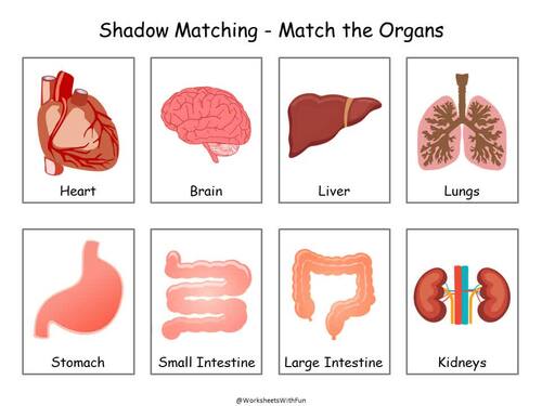 Human Body Internal Organs Activity, Kindergarten Science, T-183