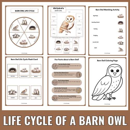 Barn Owl Life Cycle: Nocturnal Birds of Prey Science Unit Study & Fun Facts