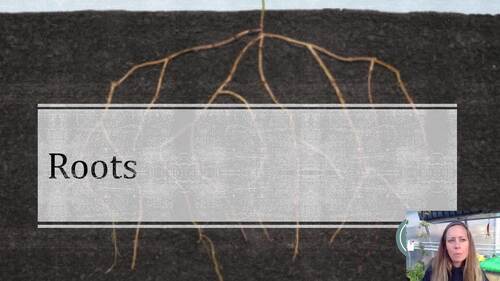 Roots Lecture 3 PowerPoint by Quick Science Stuff | TPT