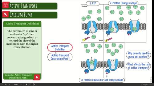 Active Transport Interactive Diagram by Science With Mrs Lau | TPT