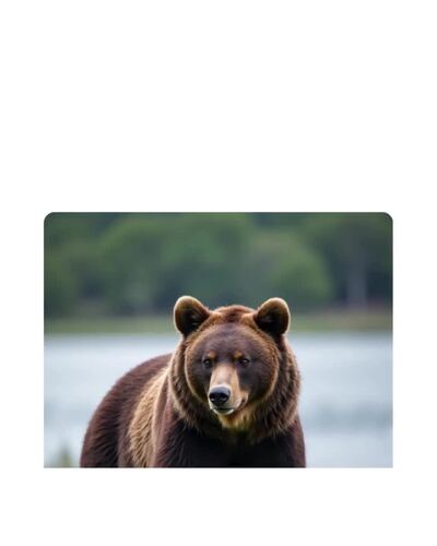 22 Forest Animals Flashcards | Editable Montessori Cards with Real ...