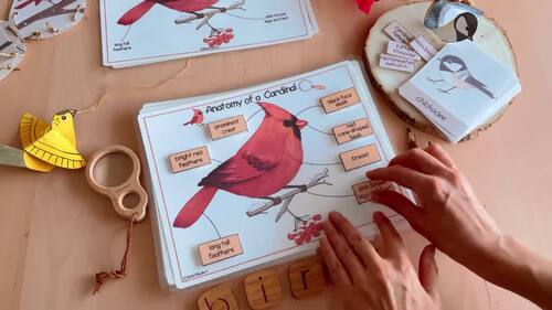 Winter Backyard Birds Unit Study Charlotte Mason Nature Study ...