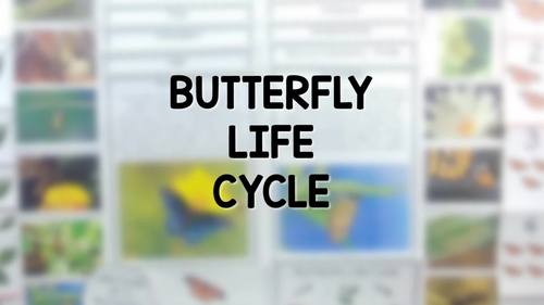 Butterfly Life Cycle & Insect Study | Activities + Worksheets by Fun ...