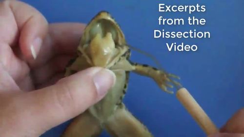 Frog Dissection Lab - High School Biology or Middle School- Internal ...