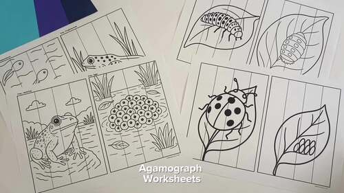 Animal Life Cycles & Metamorphosis Agamograph STEAM Art Activity – Year 3/4