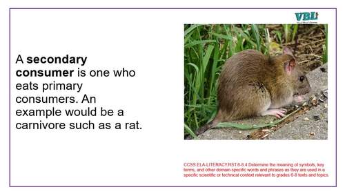 Amazon Rainforest Ecosystem Map | English ESL Visual Study Guide for ...