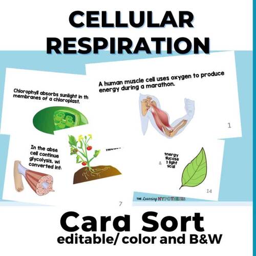 Cellular Respiration, Fermentation, & Photosynthesis Review Activity ...