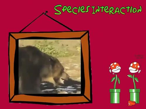 Species Interaction [Powerpoint & Video Lesson] by Teacher In the Six