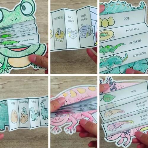 Amphibian & Reptile Life cycle Bundle | Dinosaur Frog Axolotl Crocodile ...