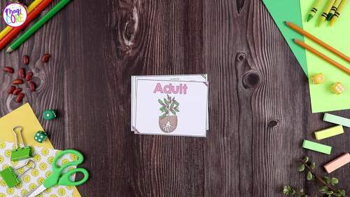 Plant Life Cycle 1st & 2nd Grade Science Unit Worksheets Activities ...