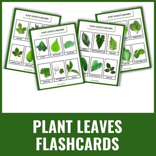 Plant Leaves Flashcards | Botany Plant Identification Cards For Kids