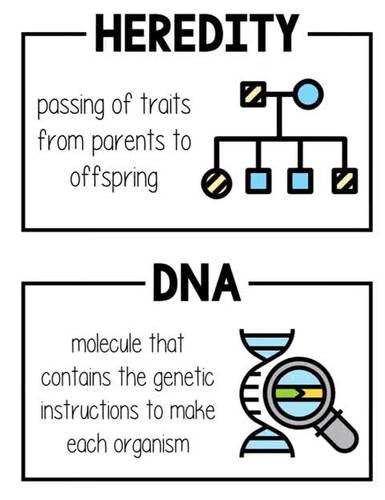 Science Word Wall Cards for Middle School Life Science | Genetics ...