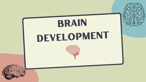 Brain Development by Teaching with Chrissy | TPT