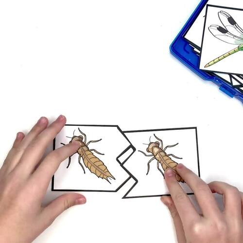 Dragonfly Life Cycle Word Wall & Activities | Preschool PreK Kindergarten