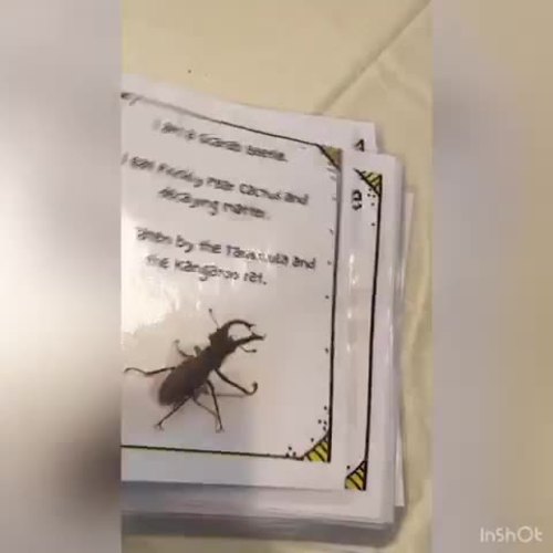 Create a Desert Food Web | Student Yarn Activity Using Food Chains ...