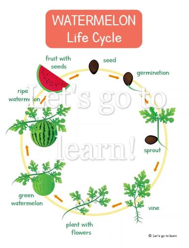 Watermelon Unit Study, Parts, Life Cycle, Varieties, Charts, Learning Pack