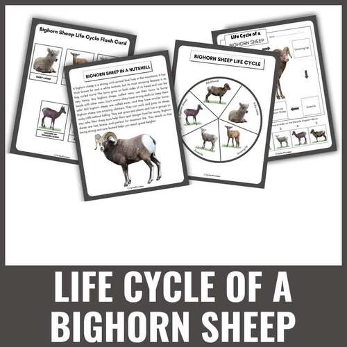 Bighorn sheep life cycle diagram, cut & paste, matching activity, fun facts