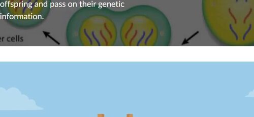 Biology Cell Cycle Unit-Quick Link- No Prep Needed!!! by The Science Sista