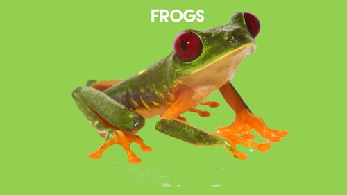 Unique Frog Activities | Engaging Biomimicry Adventures | TPT