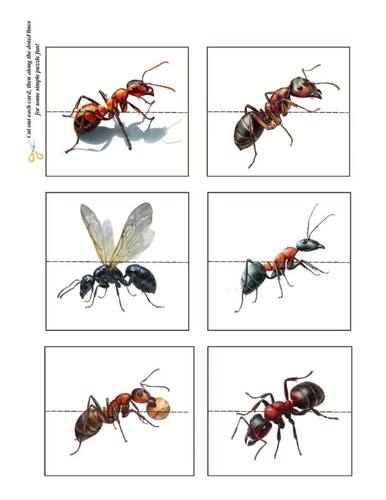 Ant Unit Study and Activity Pack for children aged 3-6, Instant Download