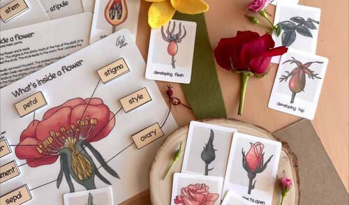 Flowers Unit Study - Life Cycle of a Daffodil, Parts of a Flower Study Pack