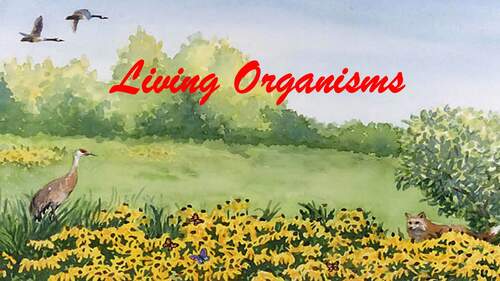 Living Organisms Powerpoint Presentation (PPT)/Lesson/20 Slides | TPT