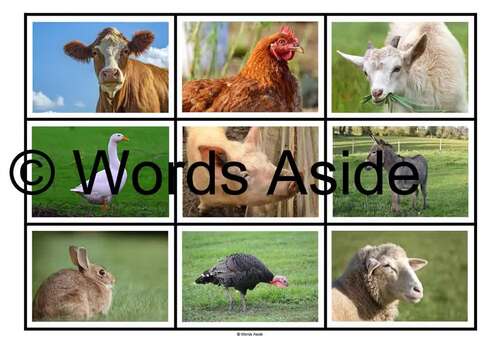 Spanish Vocabulary Photo Picture Cards Preschool Autism SpEd Farm Animals