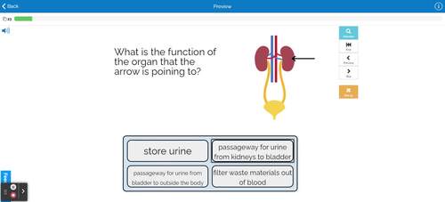 Urinary System Boom Cards by JayZee | TPT