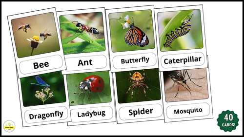 Bugs & Insects Classification Flashcards, ESL Vocabulary Photo Picture ...