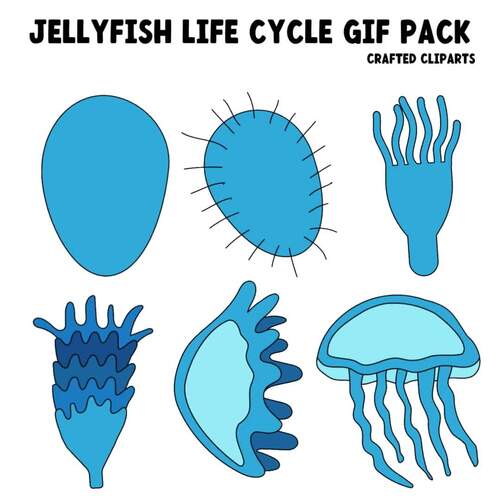 Simple Jellyfish Life Cycle GIF Pack by Crafted Cliparts | TPT