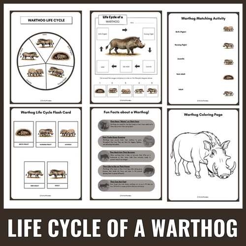 Warthog Life Cycle: African Wild Pig Grassland Animal Unit Study & Fun ...