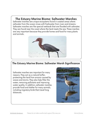 Estuaries Salt Marshes Mangroves Marine Biome Unit Study | TPT