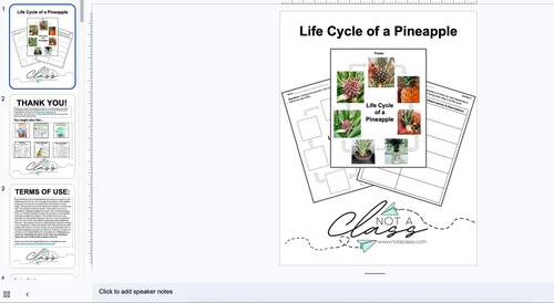 Life Cycle of a Pineapple | Science & Garden Club Resource | Back to School