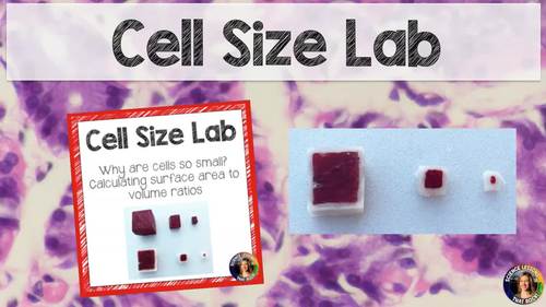 Cell Size Lab: Measuring Surface Area to Volume Ratios in beets | TPT