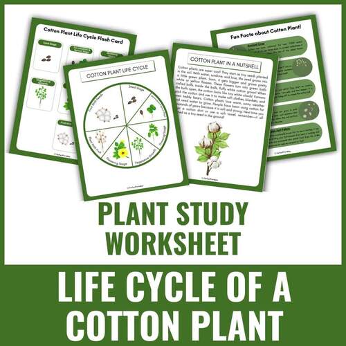 Life Cycle of a Cotton Plant Worksheet | Plants Unit Study With Fun Facts!