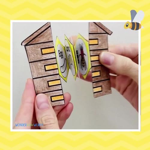 Insects life cycles foldable activities butterfly, honey bee, ladybug ...