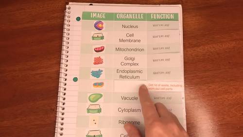 Plant Cells Organelle Activity and Plant Cell Structure Interactive ...