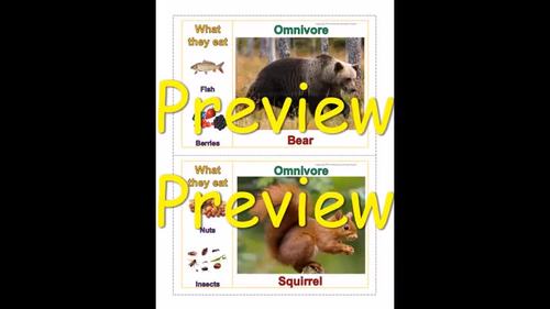 Omnivores - Flash cards, Worksheets with Real Images | TPT