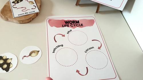 Worm Life Cycle Insect Activities by Welcome to Montessori | TPT
