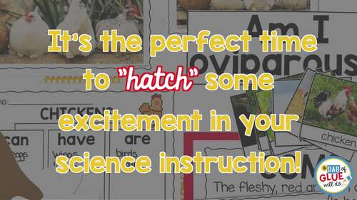 Chickens: Life Cycle & Parts of a Chicken, Crafts, Worksheets, Spring ...