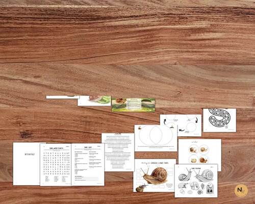 Snail & Slug Unit: Snail Anatomy and Lifecycle, Mollusk unit study