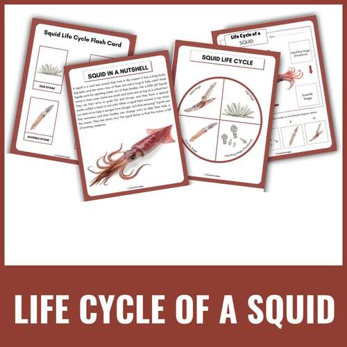 Life Cycle of a Squid Worksheet | Ocean Animal/Marine Unit Study With ...