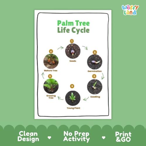 Palm Tree Life Cycle Activity Cut and Paste Worksheet Science Tropical ...