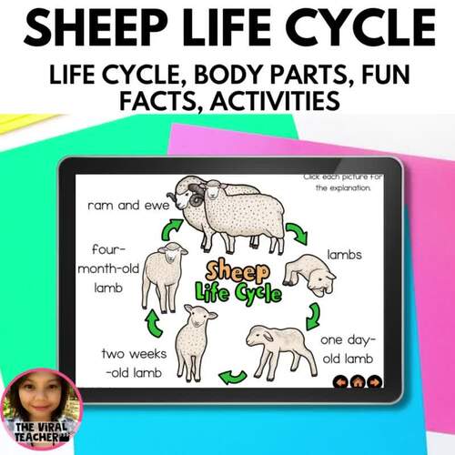 Sheep Life Cycle and Body Parts | Animal Life Cycles Activities | TPT