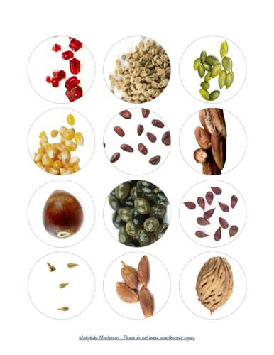 Fruit and Seeds Matching Cards Montessori Nature Study 12 Fruits