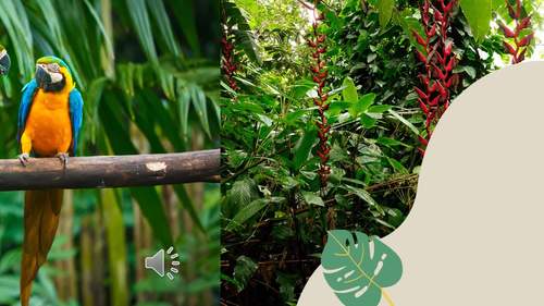 Un Viaje Por La Selva De Colombia-El Chocó (Práctica Integral en español).