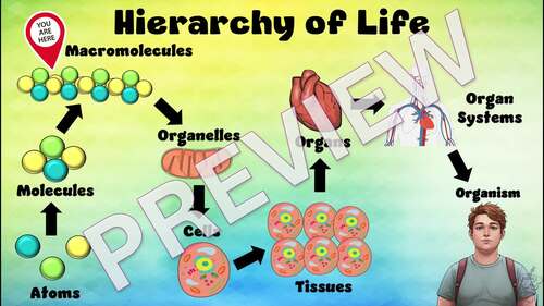 Carbohydrates and Lipids Complete Lesson BUNDLE by Science With Grapes