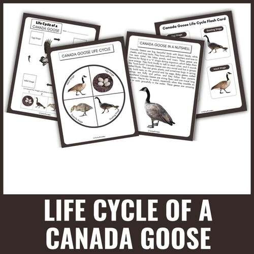 Life Cycle of a Canada Goose | Spring Bird Unit Study With Fun Facts!