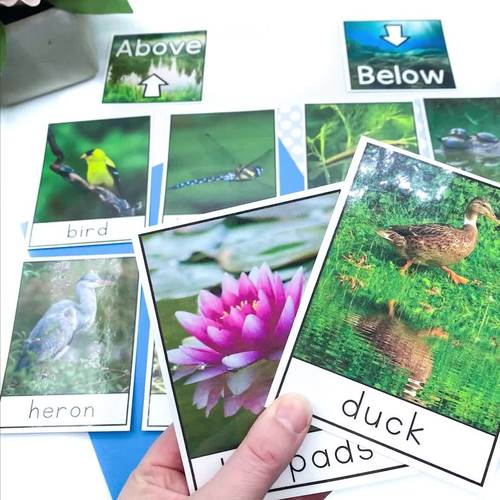 Pond Habitat Science Activities for Preschool - Pond Life & Pond ...